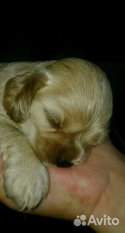 Очаровательный америкашка