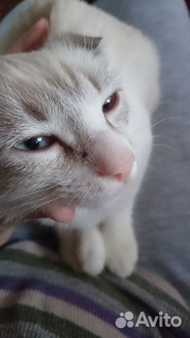Котята породистые бесплатно