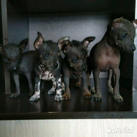 Щенки ксолоитцкуинтли 5 мес.(мини)