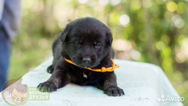 Щенок в дар