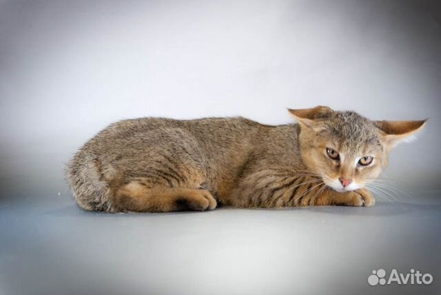 Котик чаузи ф1 как у Тимати