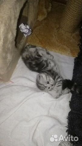 Очаровательные шотланцы девочки