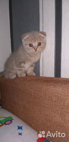 Шотландский котенок
