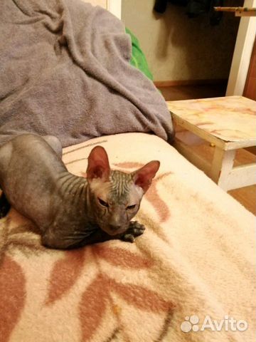 Донской свинкс