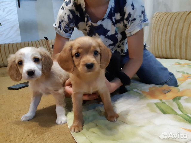 Щенки английского кокер-спаниеля