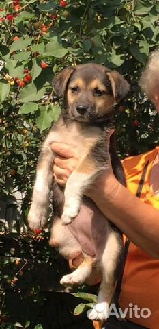 Щенок, мальчик