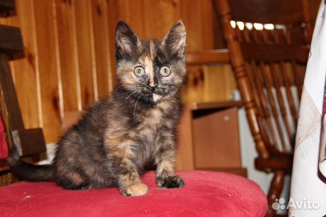 Малышка Черепашка очаровашка