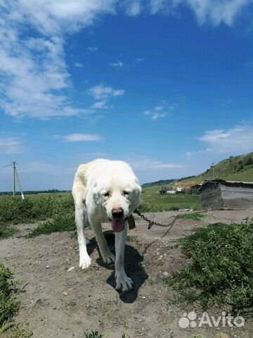 Маладой Алабай В добрые руки