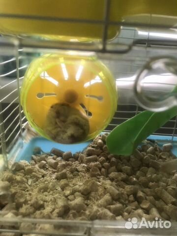 Продам хомячка