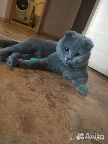 Кот