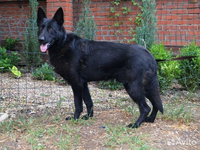 Немецкая овчарка Шварц