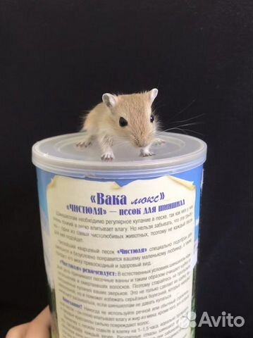 Песчанка