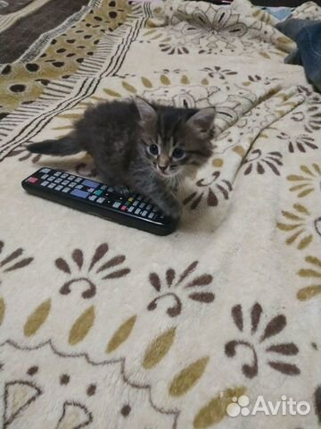 Отдам В добрые руки милых И игривых котят