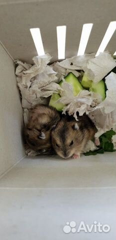 Джунгарские хомяки