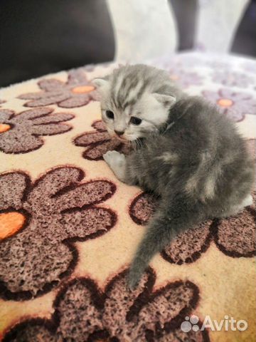 Продам двух котят Шотландской породы(мальчик,девоч