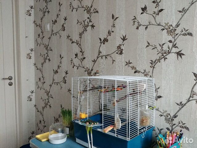 Амадинчики с клеткой