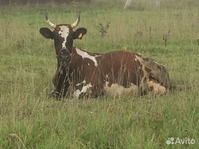 Айширская корова
