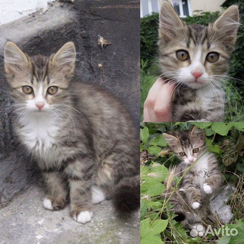 Милые кошка и её котята в самые добрые руки