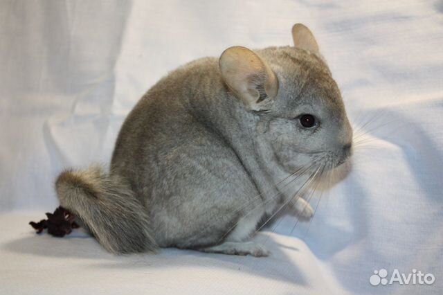 Шиншилла девочка носитель ангоры