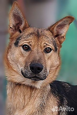 Добрый, веселый, милый Гай ищет дом