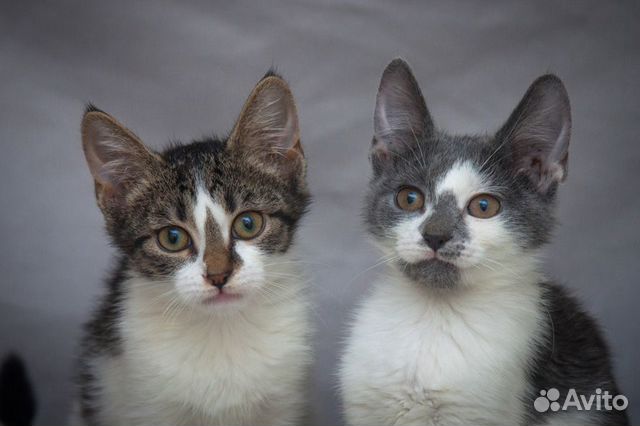 Ищут свои семьи кошечки, Светик и Мальвинка в дар
