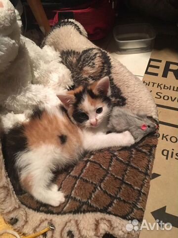 Котенок