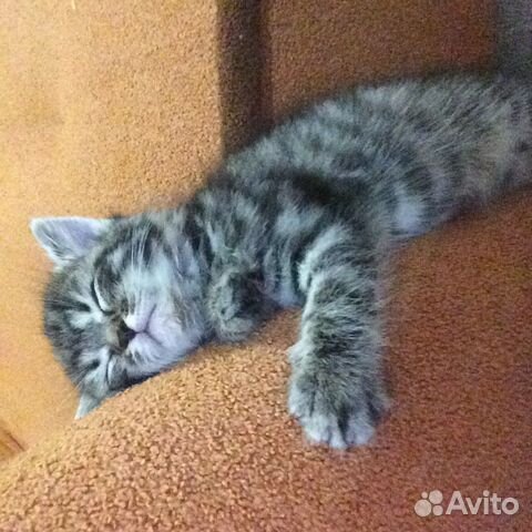 Отдам котеночка
