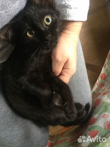 Черный котенок
