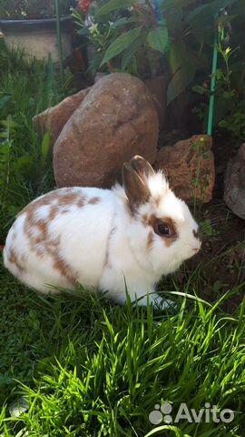 Карликовый кролик