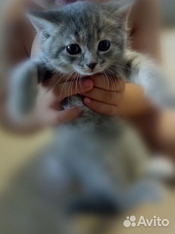 Кошечка, рожденная 22 июня
