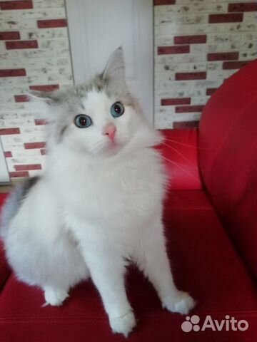 Синеглазое чудо в ответственные руки. привезу