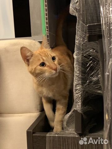 Рыжий, но не бесстыжий ищет дом)