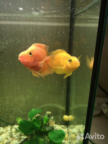 Рыба Попугай,улитки ампулярии и сомик