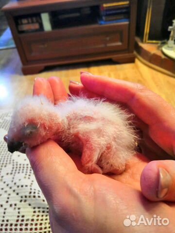 От говорящих крупных попугаев птенцы выкормыши