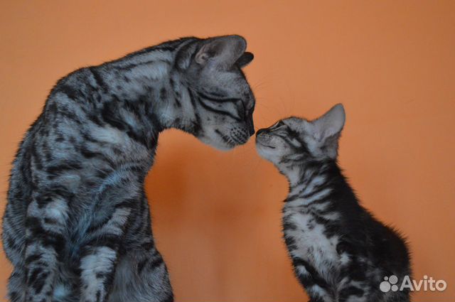 Бенгалята марблики