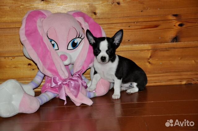 Идеальная девочка