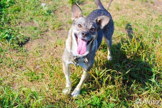 Собака улыбака в добрые руки