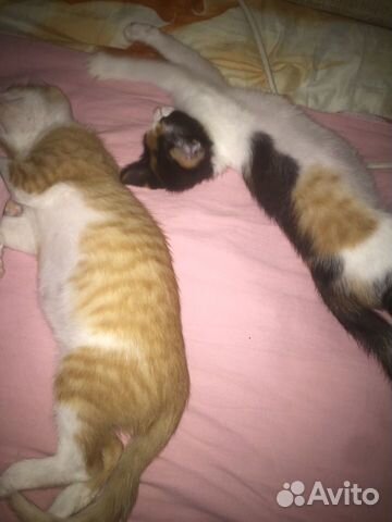 Отдам котят, возраст примерно 2 с половиной месяца