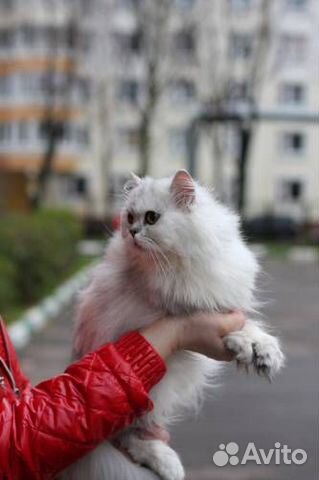 Кошка персидская шиншилла