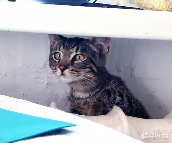 Котенок серый очень любопытный