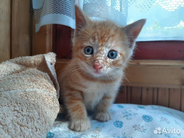 Котенок