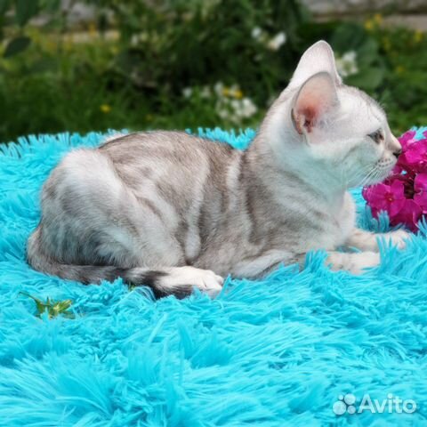 Бенгальские котята