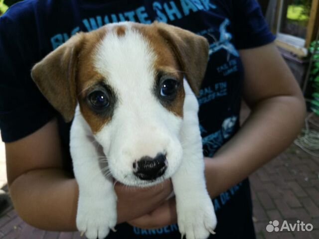 Продаю щенка Джек Рассел терьера кобель