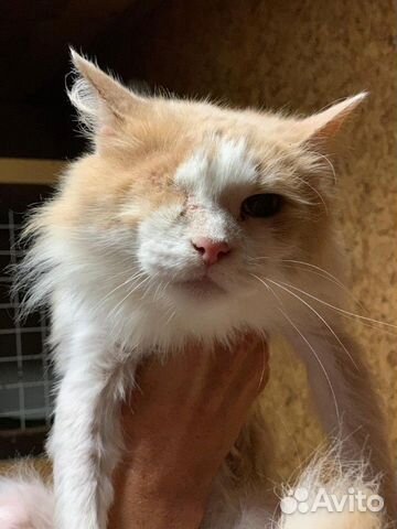 Кот ищет дом