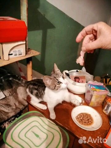 Отдам котенка