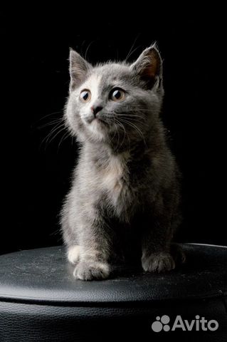 Девочка Молли (4,5 мес) ищет дом