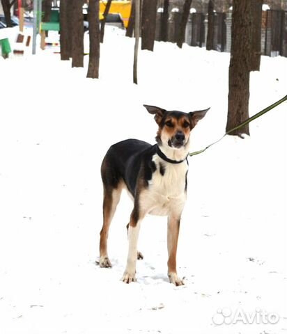 Алиса из страны чудес