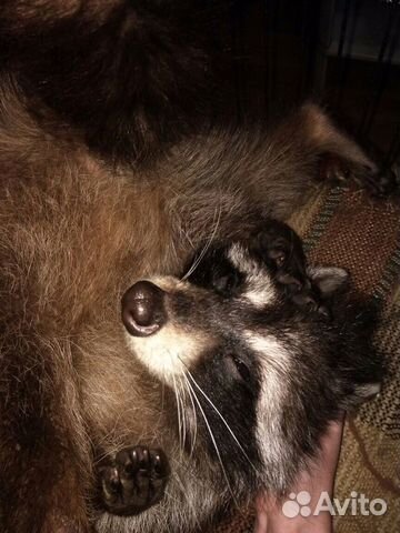 Енот полоскун