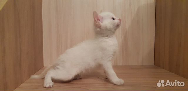 Девочка Зефирка