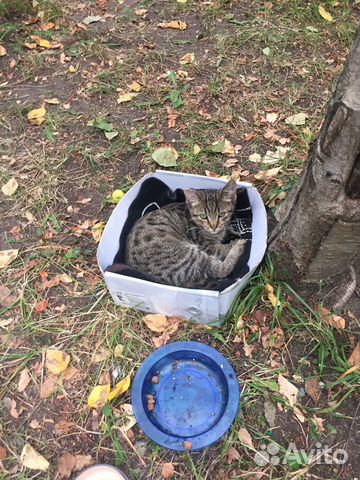 Котёнок